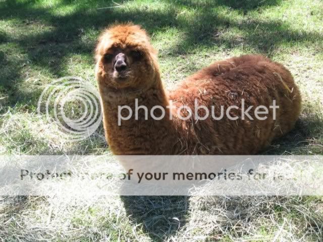 The Llama Slug Guild (98 users) | Gaia Guilds | Gaia Online