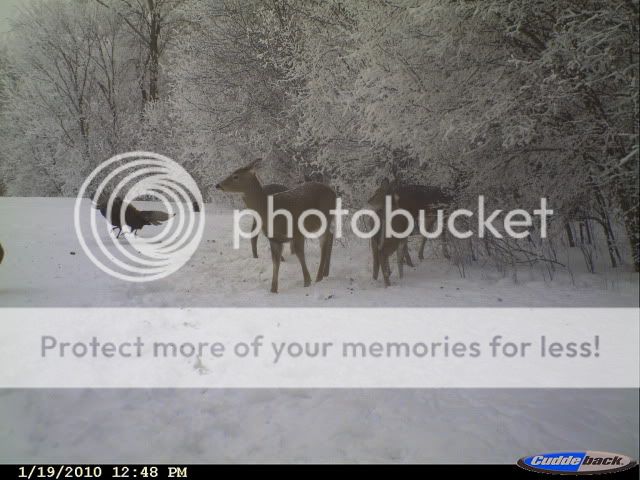 Some February pics from the cuddeback. - HuntingNet.com Forums